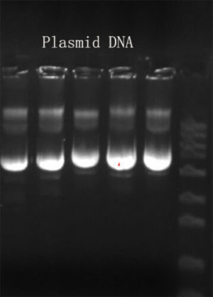Plasmid DNA Extraction Kits - GeneNano